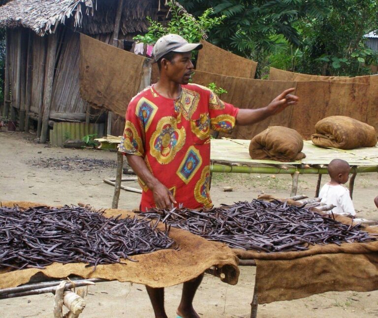 Madagascar Vanilla Farms - Vanilla Bean Farms in SAVA Madagascar